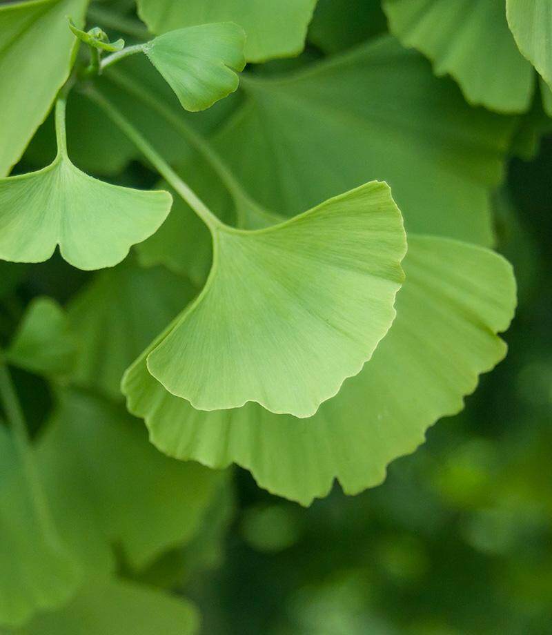 Natures Way Ginkgo Biloba 2000mg 2x100s (Expiry 10/2020) | Lazada