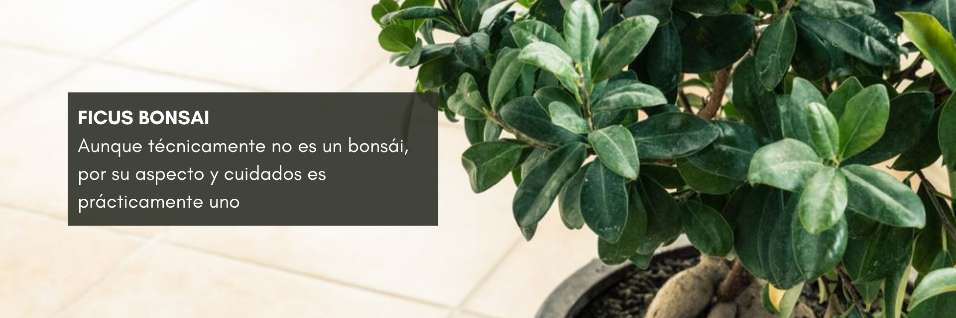 Verdecora Bonsai Ficus Microcarpa Ginseng | Árbol Laurel de Indias | Planta de Interior en ...