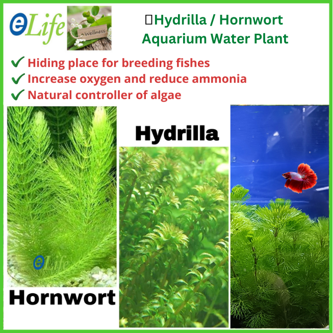 Hydrilla In Aquarium