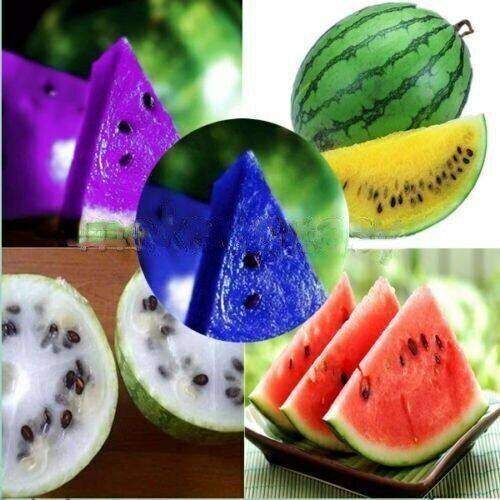 Purple Watermelon