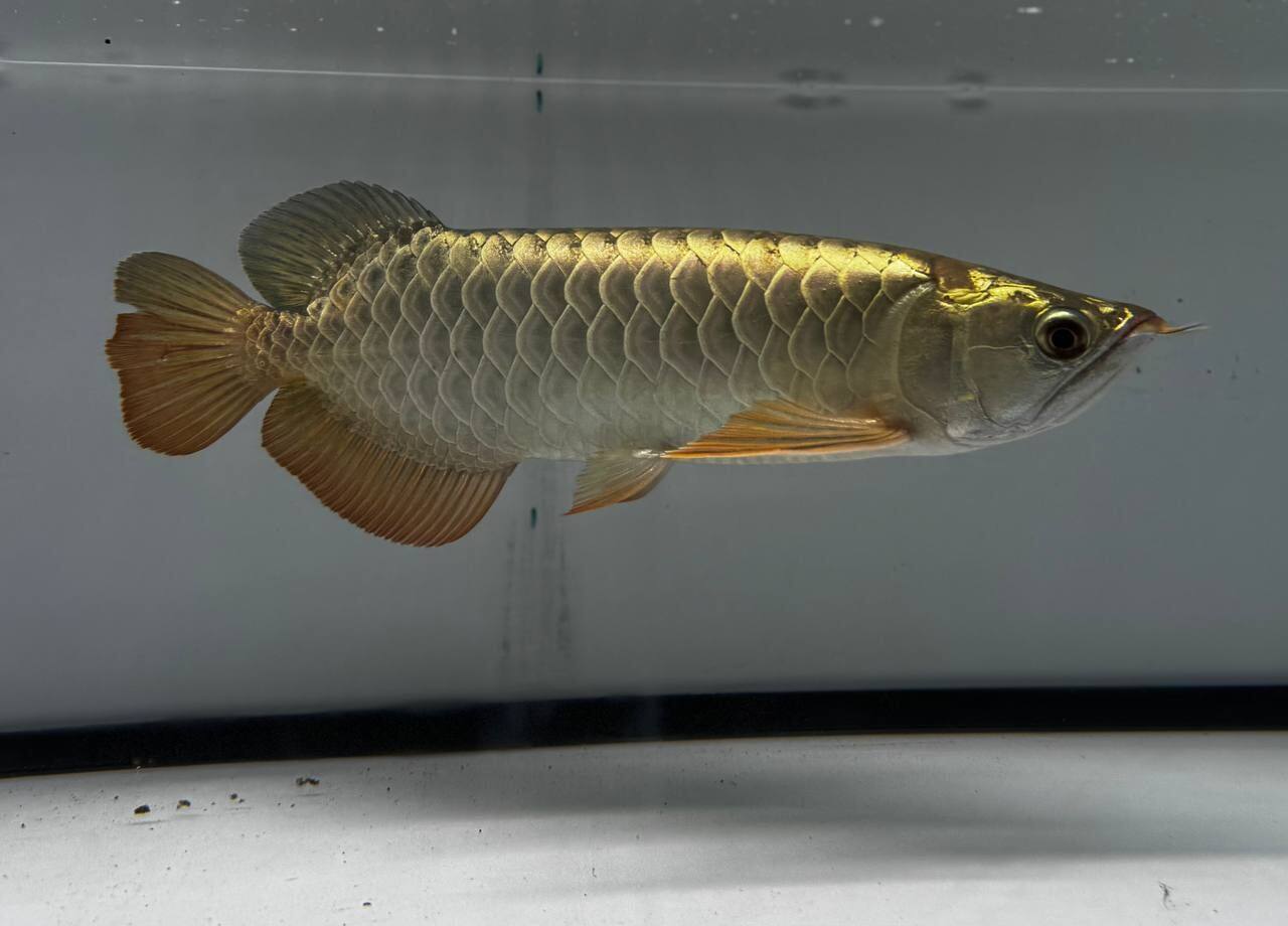 24k Gold Arowana