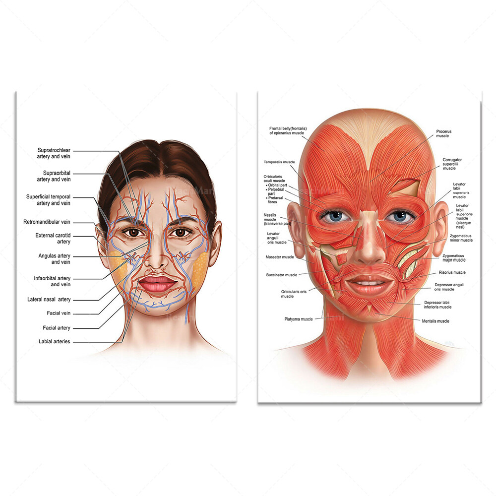 External Face Anatomy