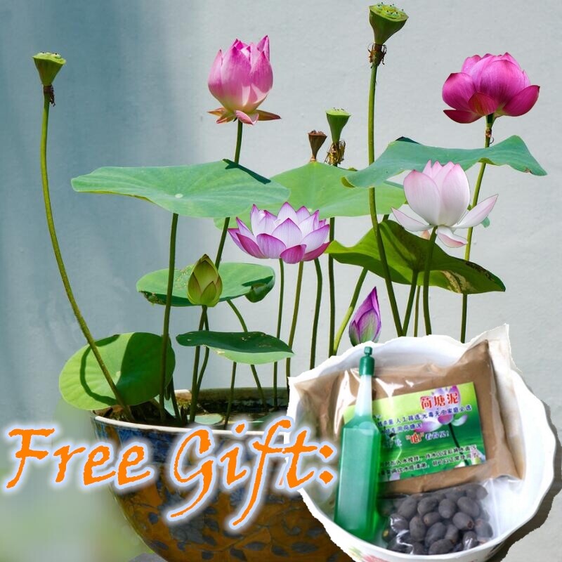 Buy Lotus Seed Core online | Lazada.com.my