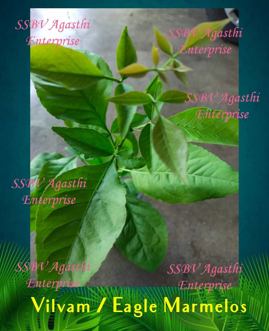 Shop Pokok Cucur Atap online | Lazada.com.my