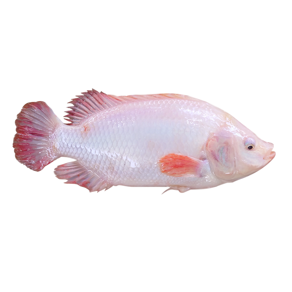 RM19.01/1kg IKAN TILAPIA MERAH (ANTARA 2 HINGGA 5 EKOR SEKILOGRAM ...