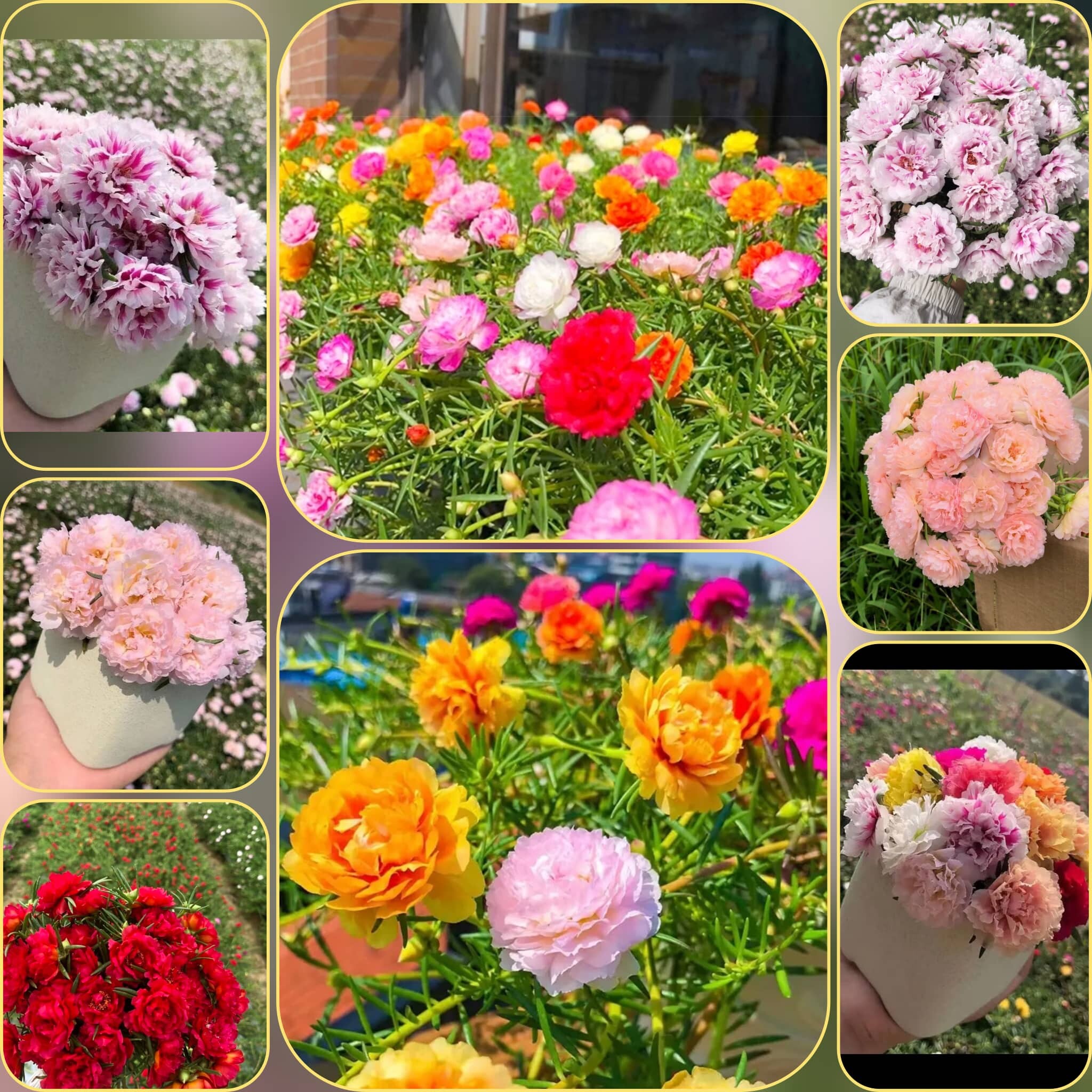 Shop Seven Sisters Roses online | Lazada.com.my