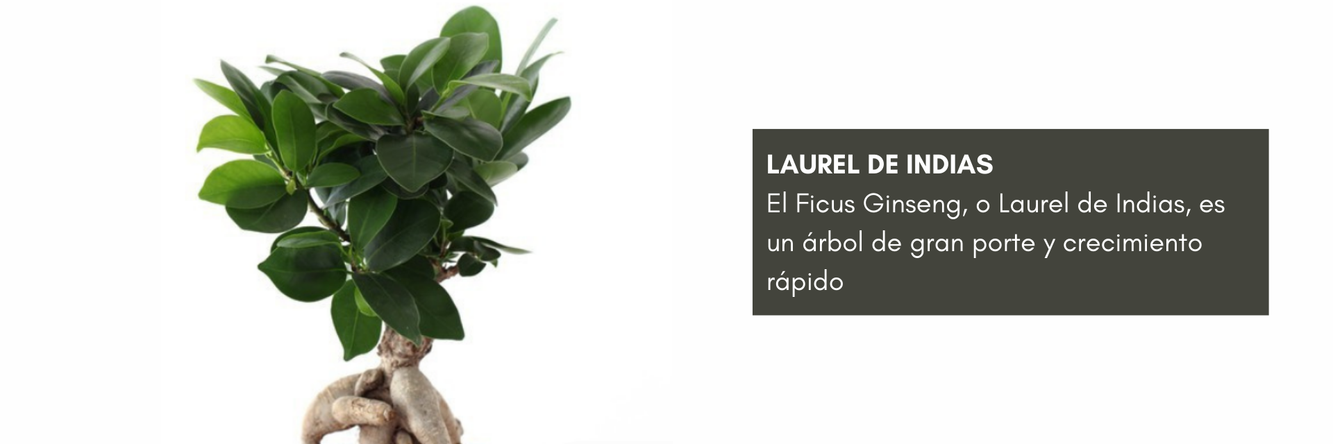 Verdecora Bonsai Ficus Microcarpa Ginseng | Árbol Laurel de Indias | Planta de Interior en ...