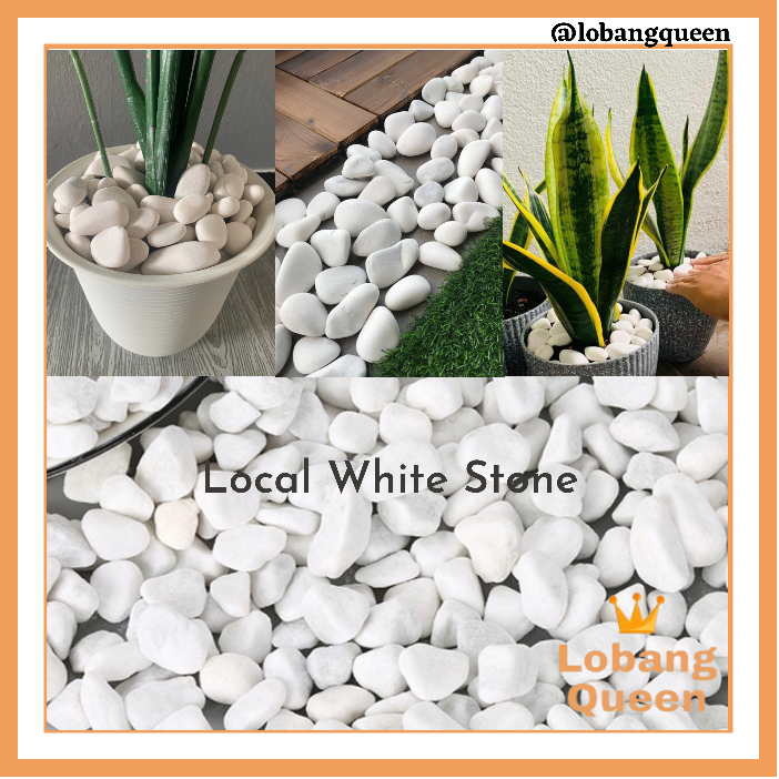 Shop Anak Pokok Saga online | Lazada.com.my