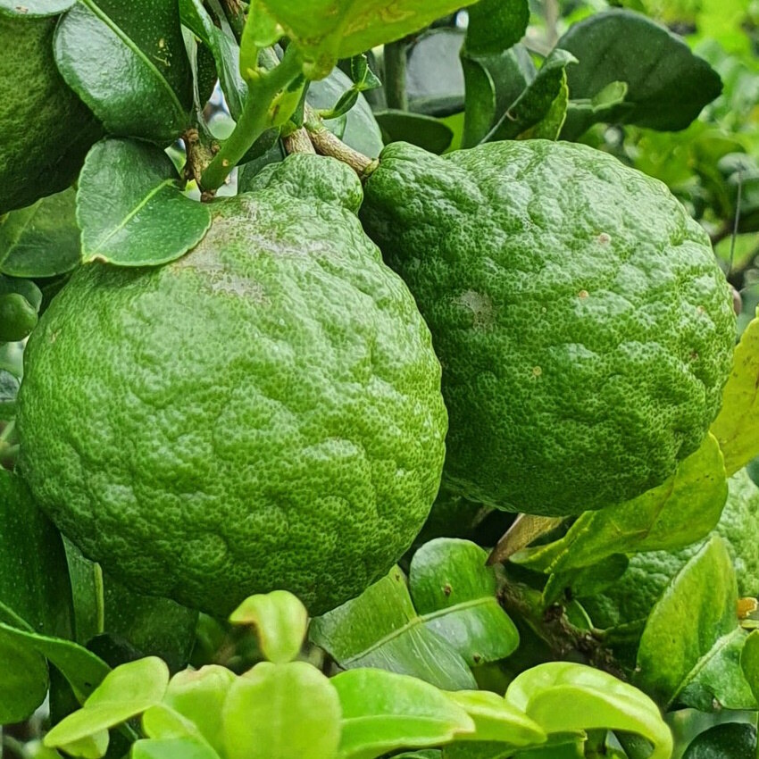 Buah Katak Puru Benefits