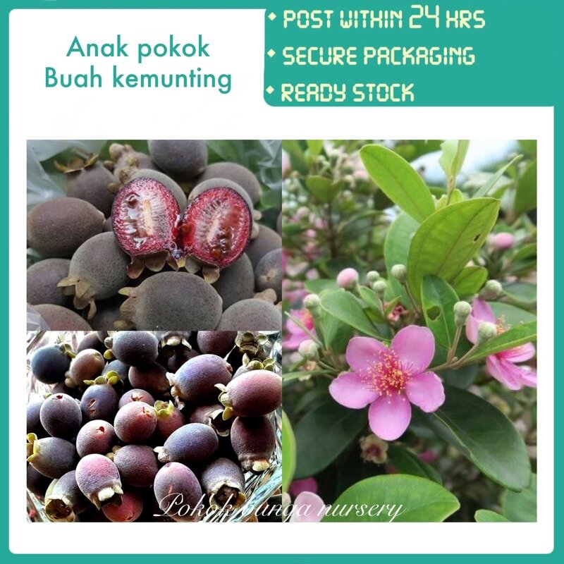 Buah Kemunting
