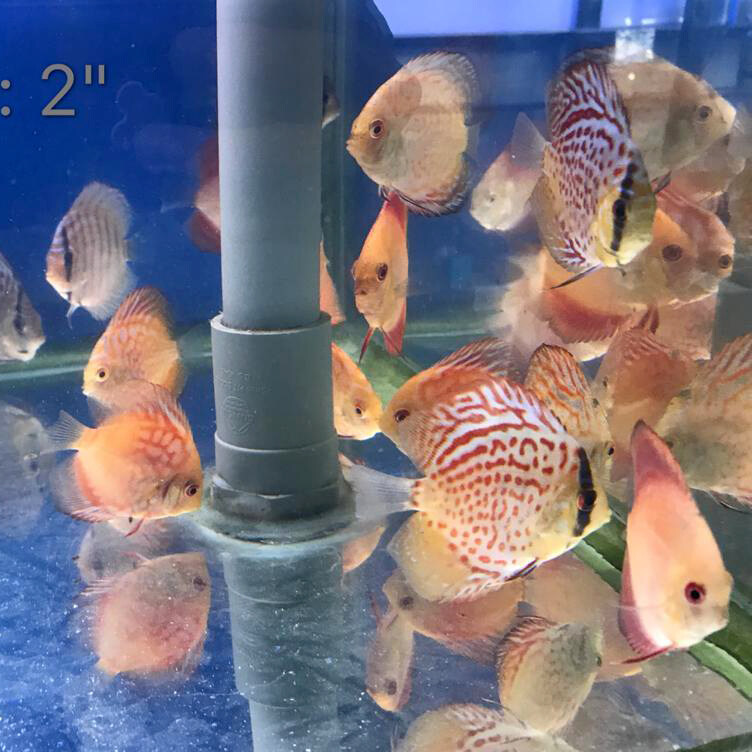 Buy Discus Fish For Sale online | Lazada.com.my