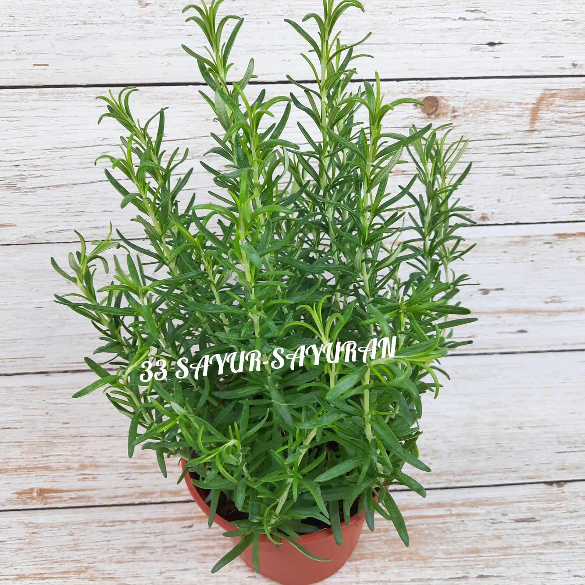 Shop Pei Mirathi Plant online | Lazada.com.my