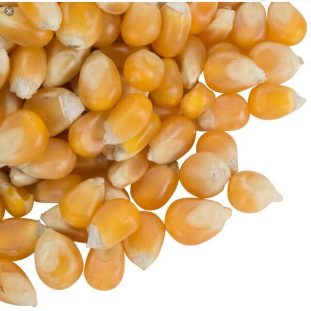 Sumo’s Premium KINGPOP Popcorn Seed Mushroom – Sumo's