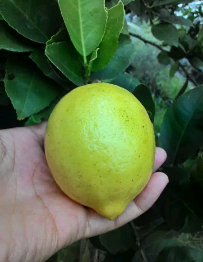 Jual Promo Bibit Pohon Jeruk Lemon Tea Kuning - Buah Jeruk - Tanaman ...