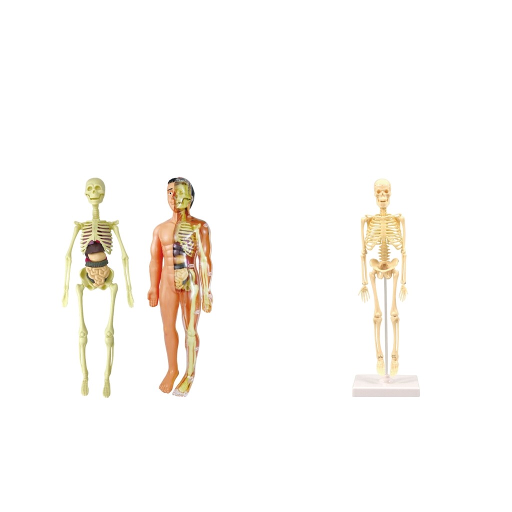 3D Human Body Anatomical Model Removable Skeleton Organs, 58% OFF