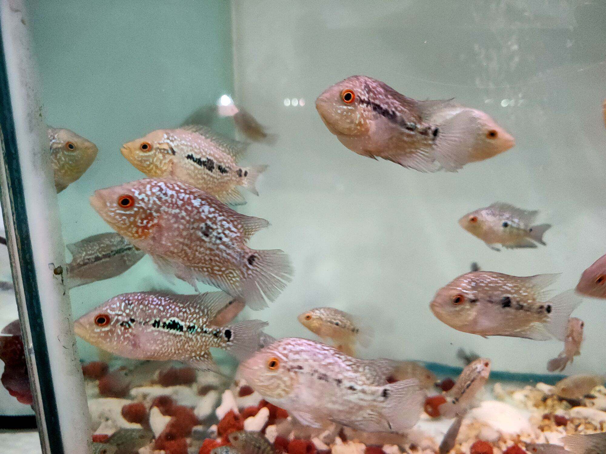Malaysia Flowerhorn Fish | Best Flower Site