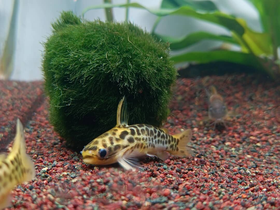 Perugia Fish J Wild Aquatic]——Tatia Perugia 小豹鲸 Lazada