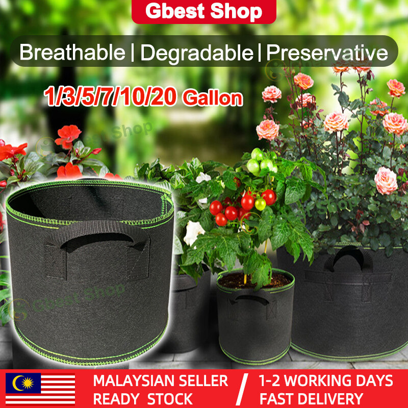 Shop Pokok Lemon Dalam Pasu online - Jun 2024 | Lazada.com.my