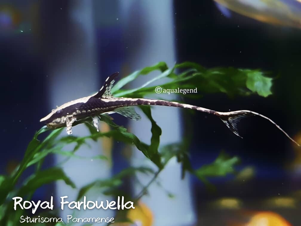 Royal Farlowella Catfish