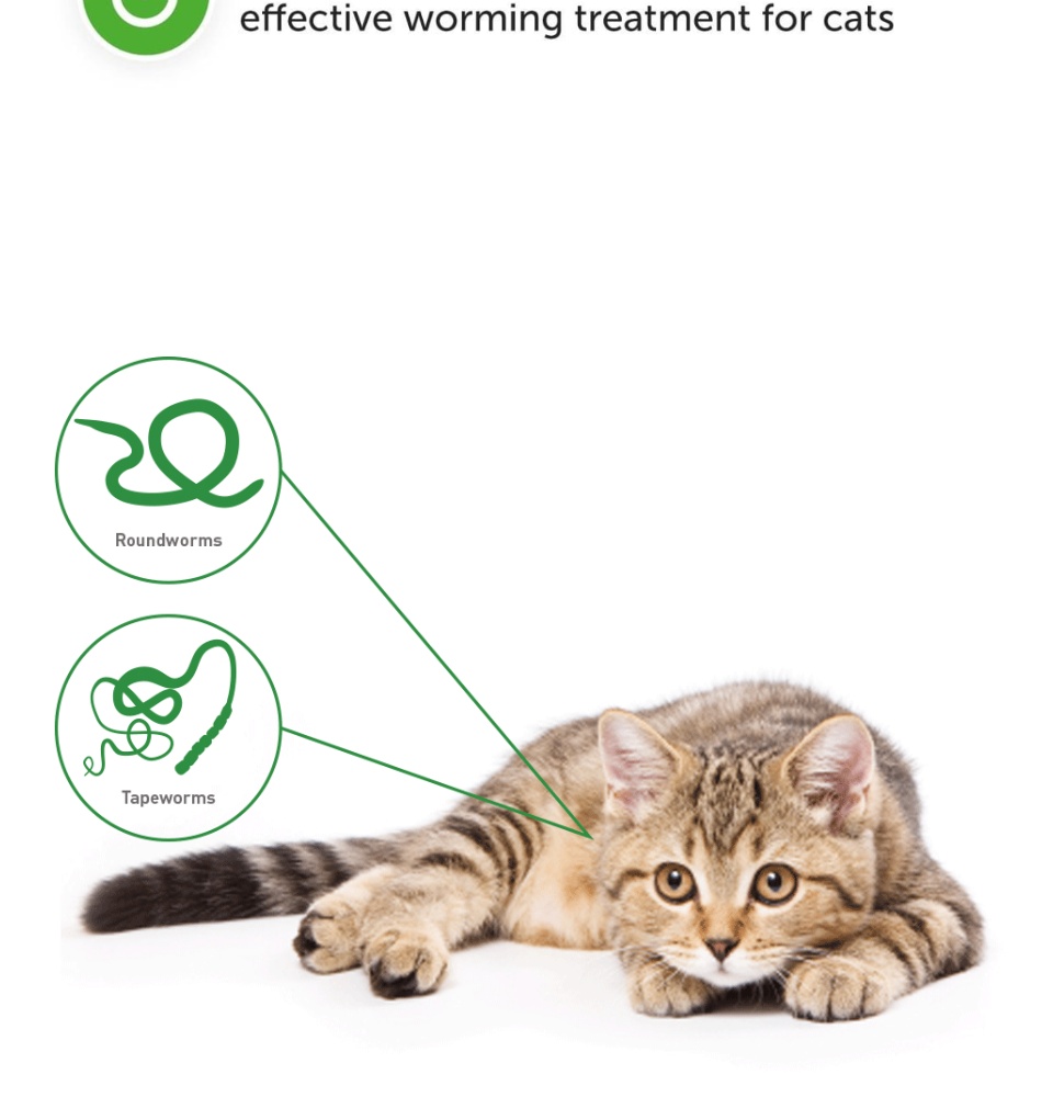 Drontal Cat Tablets Treatment and Control Intestinal Worms in Cats ...